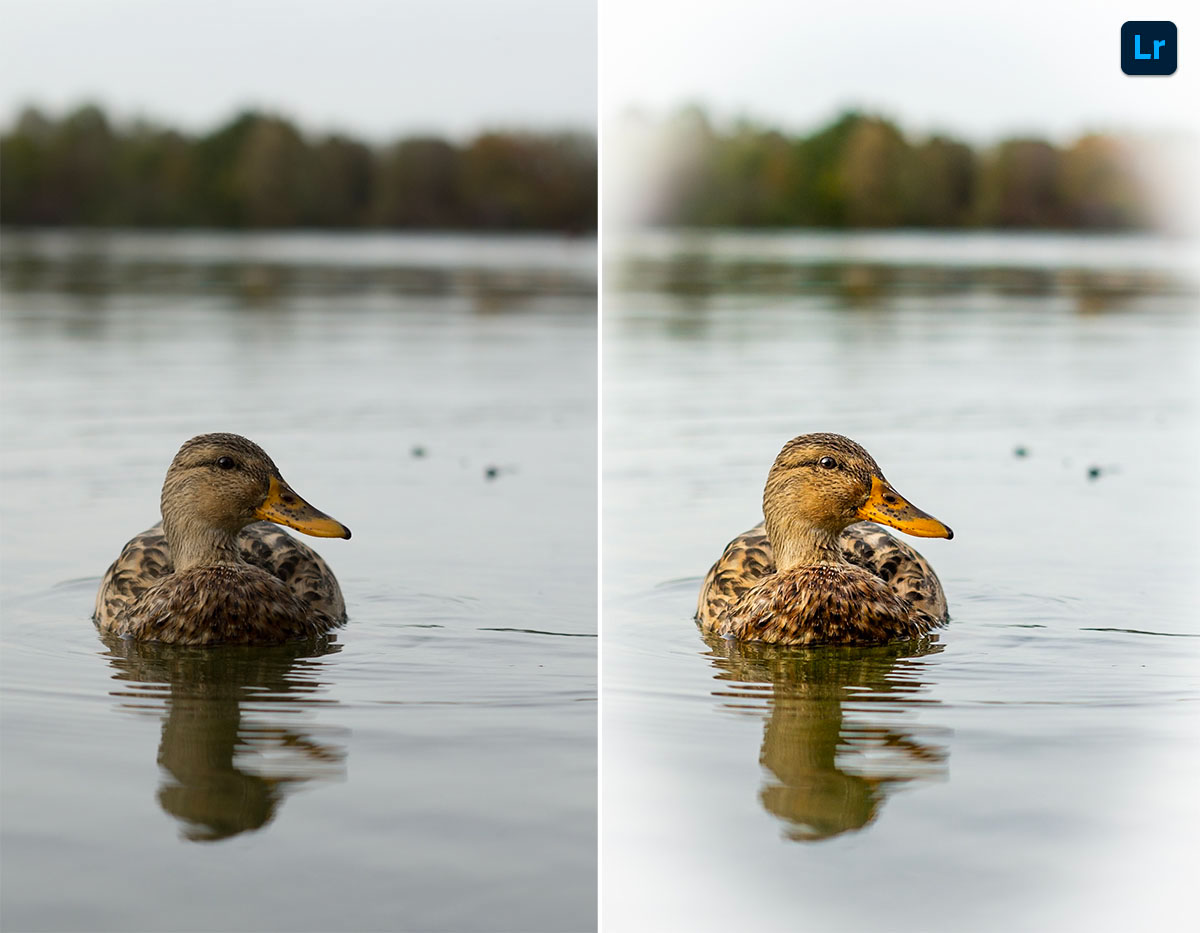 What does the duck say? | Remix | Photoshop Lightroom