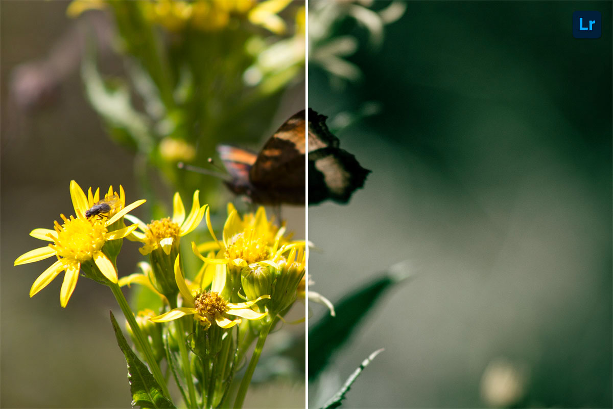 wild flower | Edit | Photoshop Lightroom