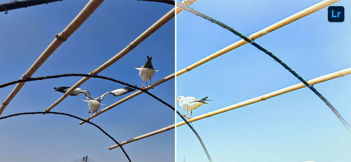 Birds | Remix | Photoshop Lightroom