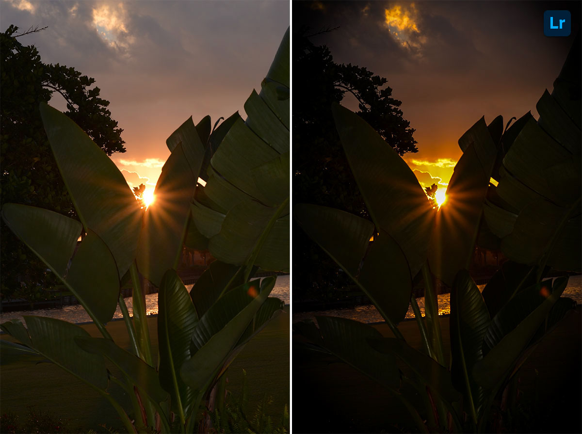 Through the Leaf | Edit | Photoshop Lightroom