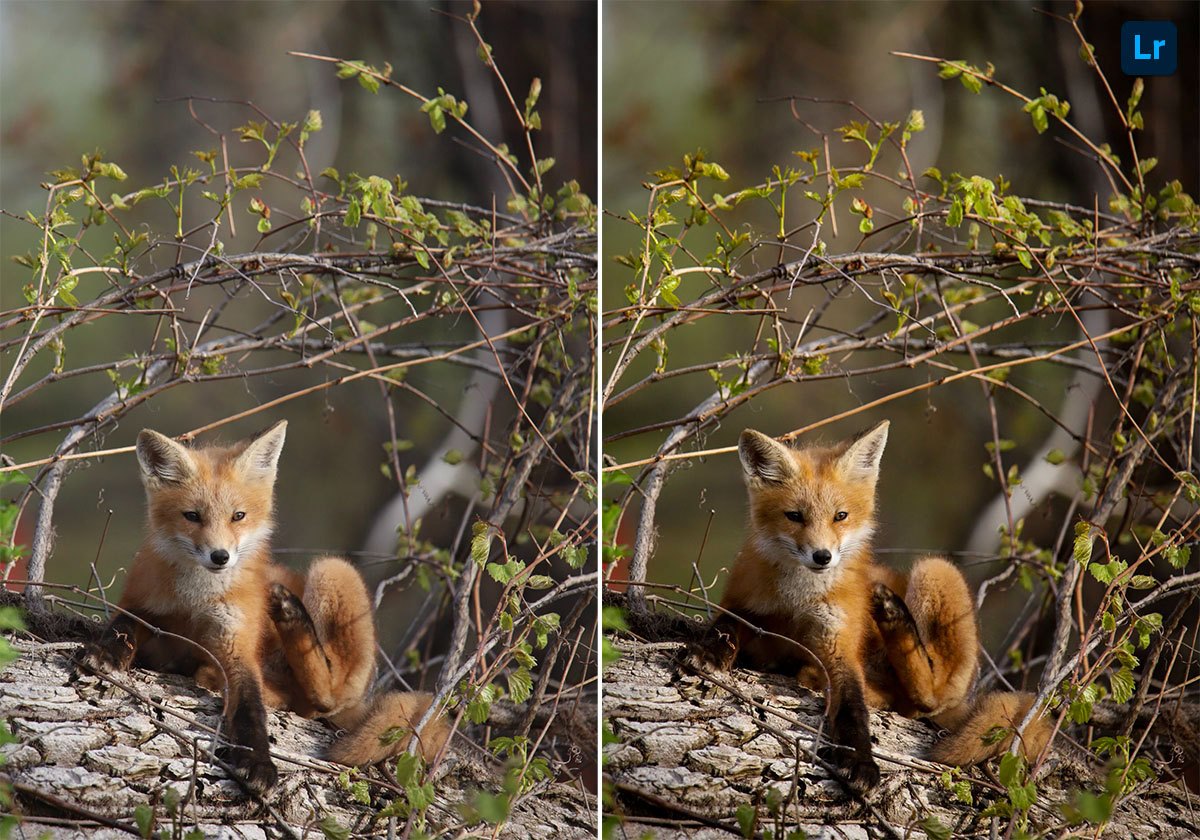 Red Fox | Remix | Photoshop Lightroom