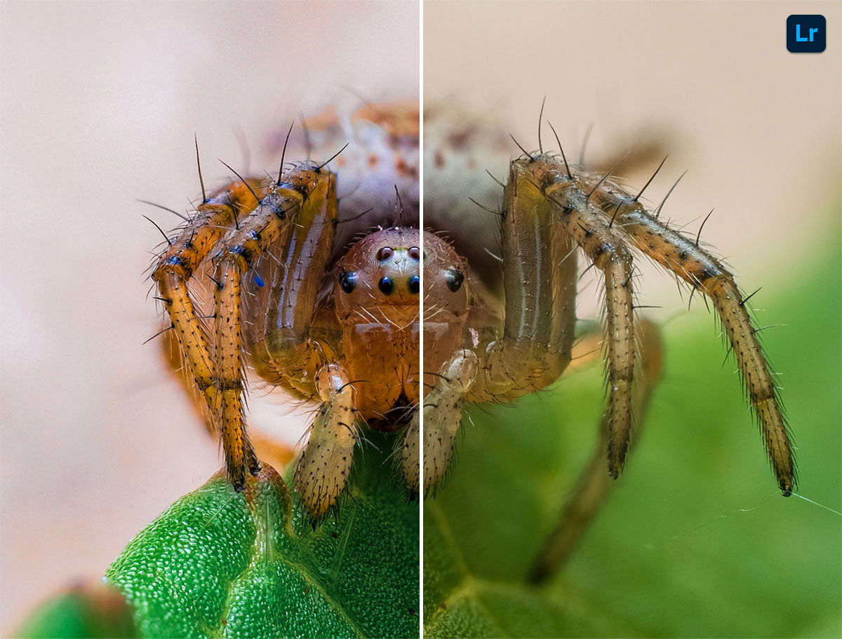 Spooder | Remix | Photoshop Lightroom