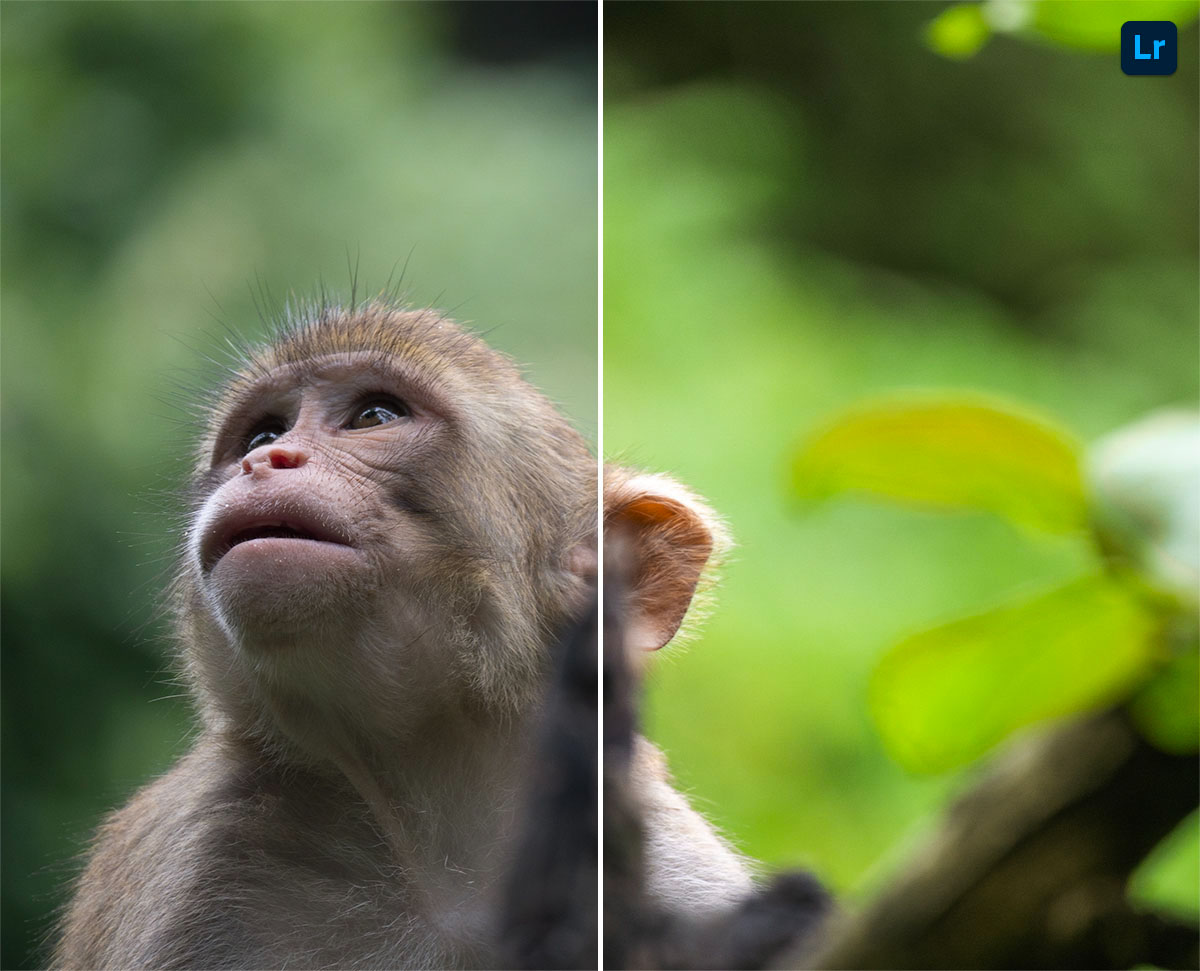 Monkey | Edit | Photoshop Lightroom