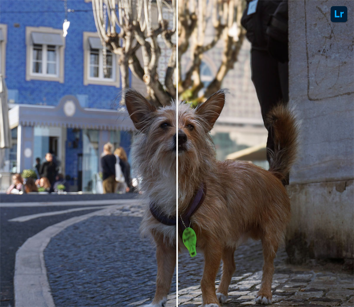 Dog | Edit | Photoshop Lightroom
