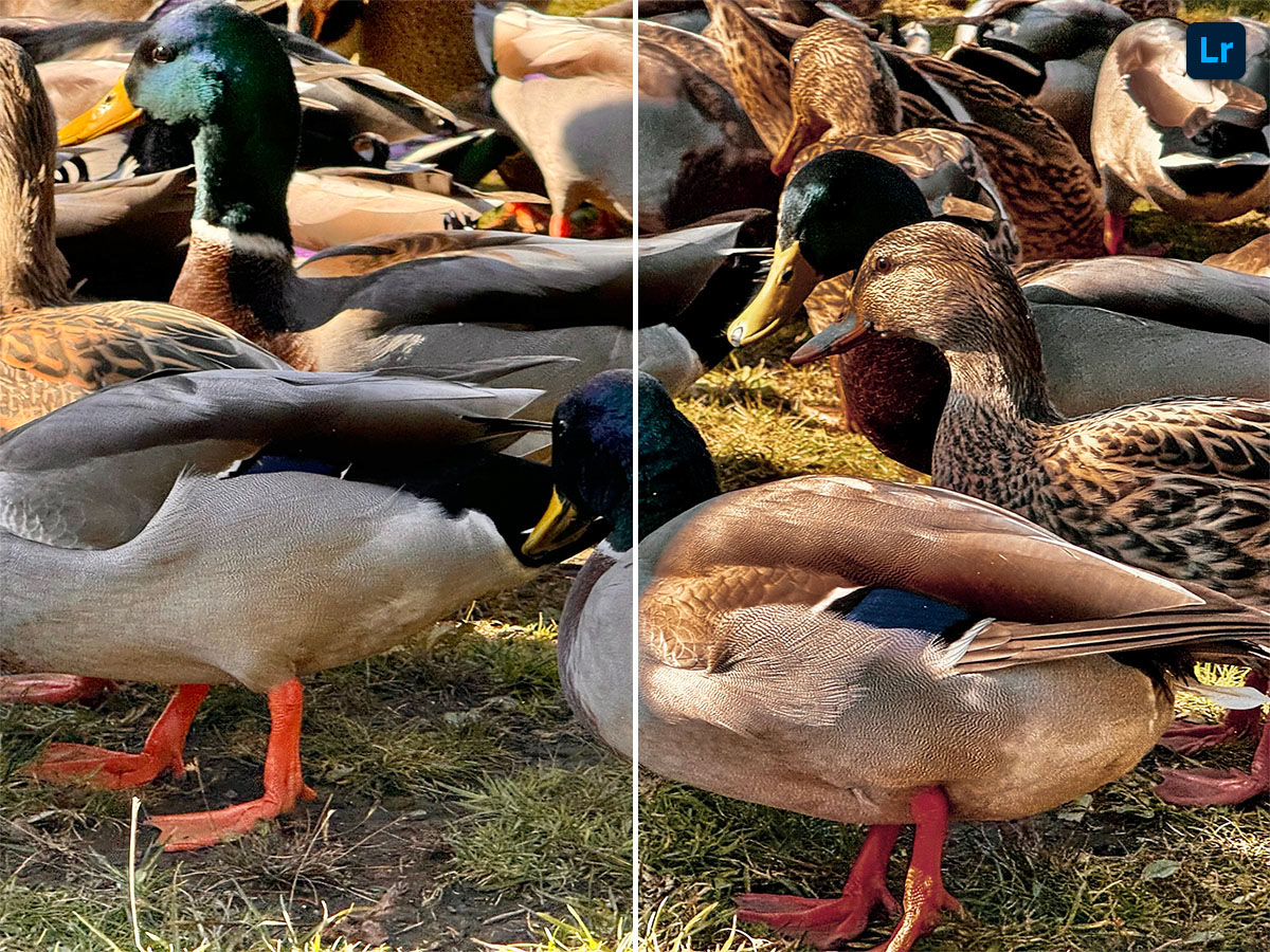 Geese | Edit | Photoshop Lightroom