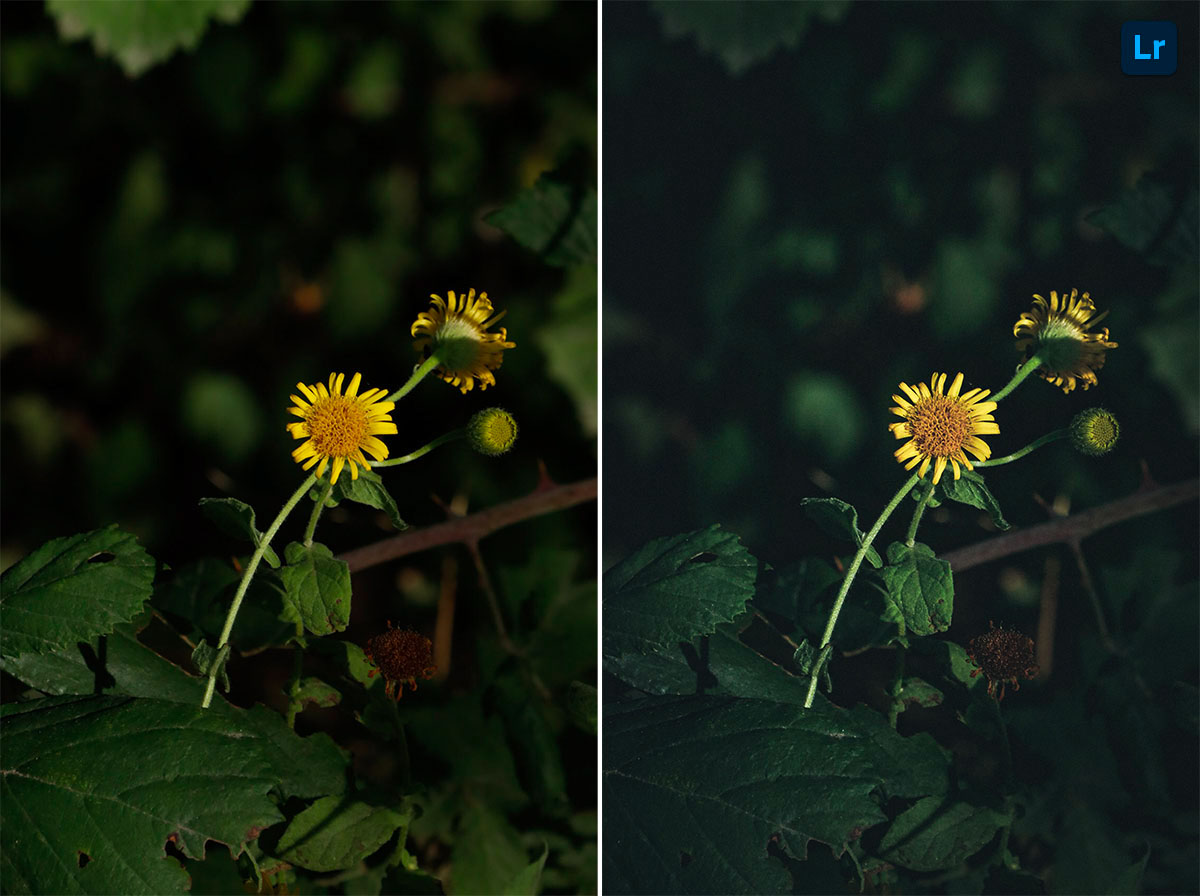 Daisy flower | Edit | Photoshop Lightroom