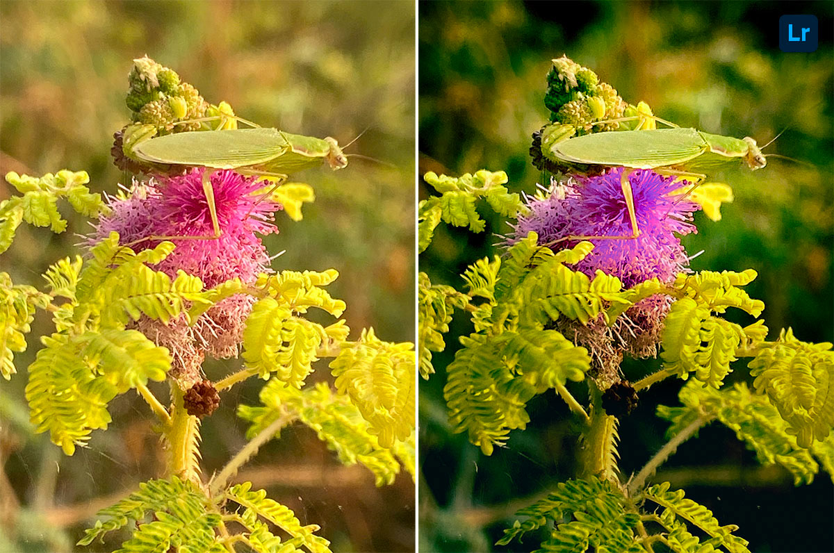 Mentadak | Edit | Photoshop Lightroom