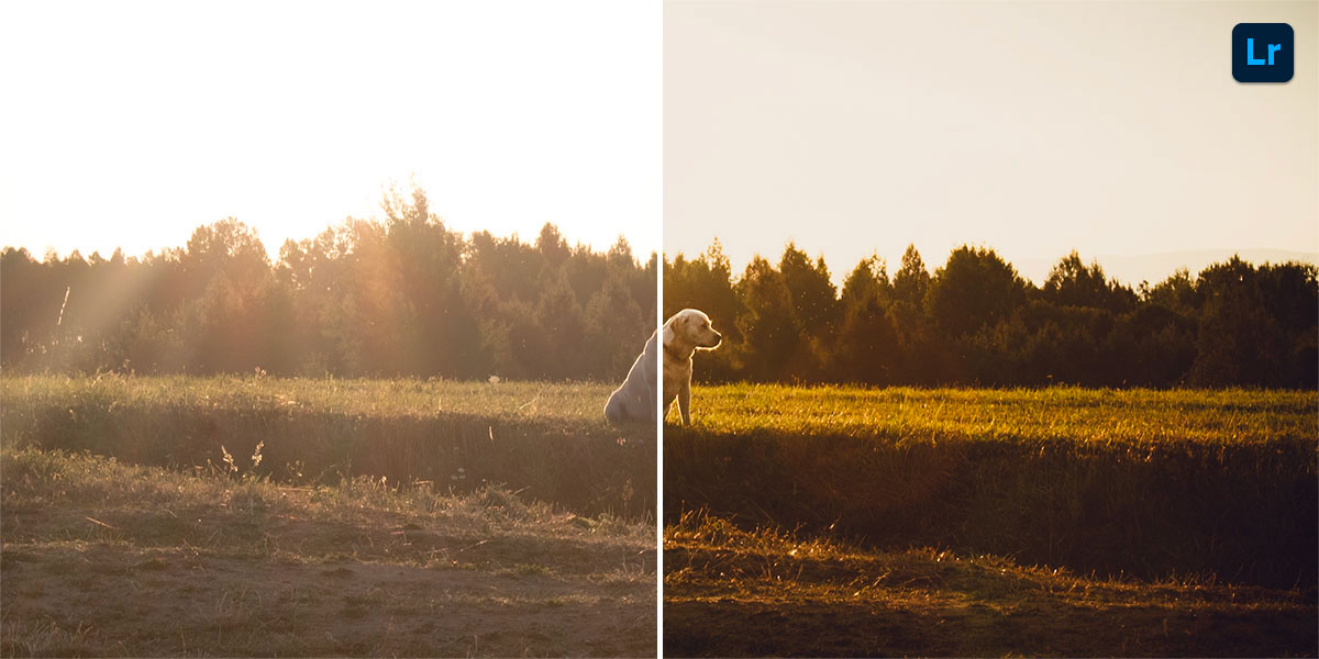 Dog | Edit | Photoshop Lightroom