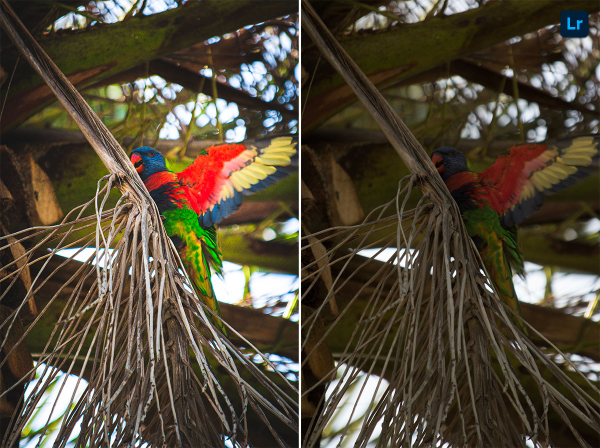 Parrot | Edit | Photoshop Lightroom