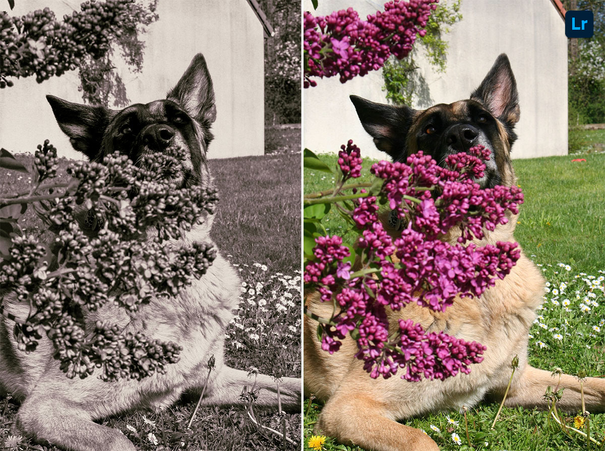 Adès | Edit | Photoshop Lightroom