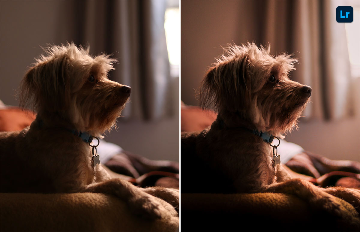 Dog | Edit | Photoshop Lightroom