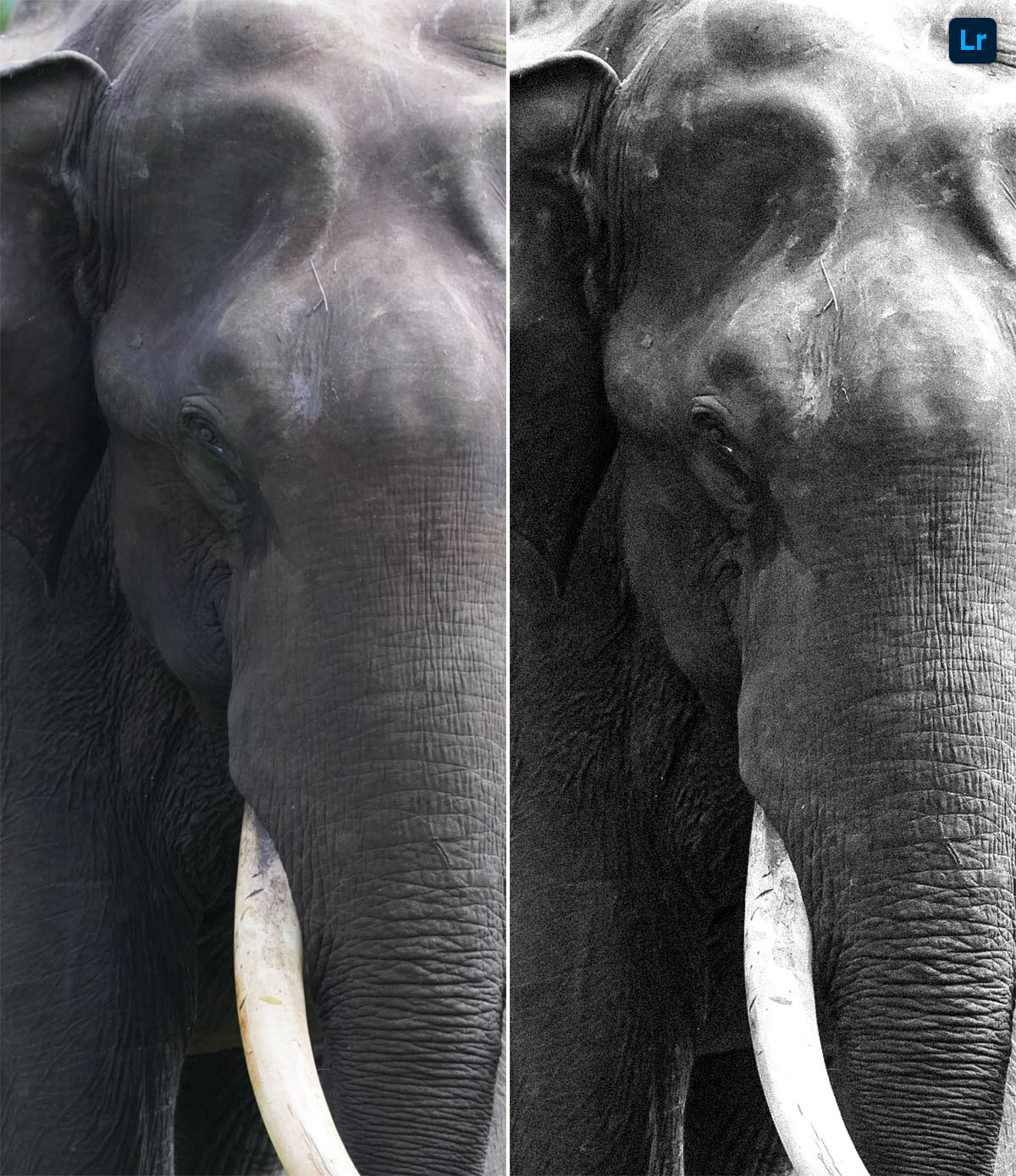 Elephant | Remix | Photoshop Lightroom