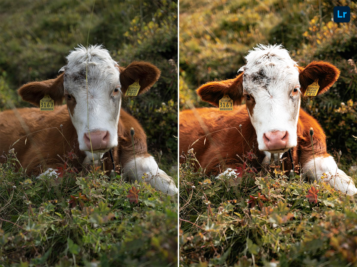 Cow | Edit | Photoshop Lightroom