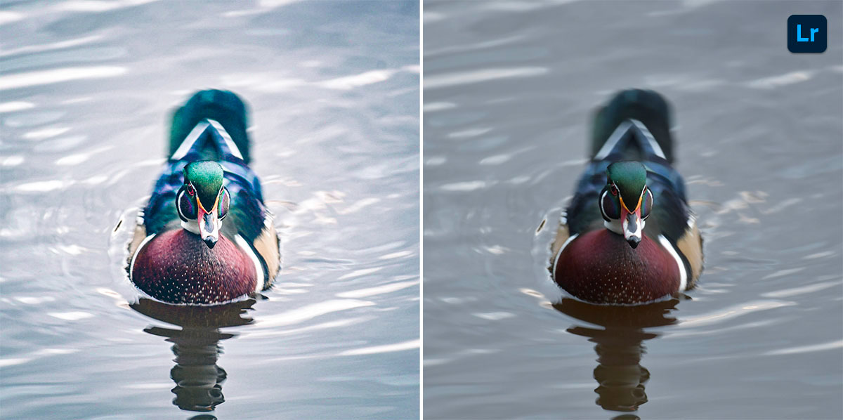 Duck Pic! | Remix | Photoshop Lightroom