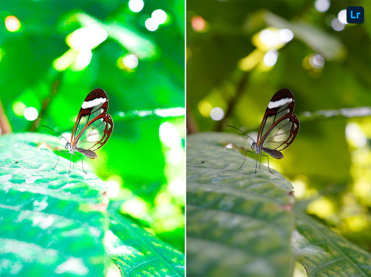Translucent wings | Remix | Photoshop Lightroom