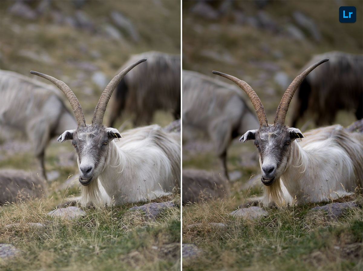 Orobic Goat | Edit | Photoshop Lightroom