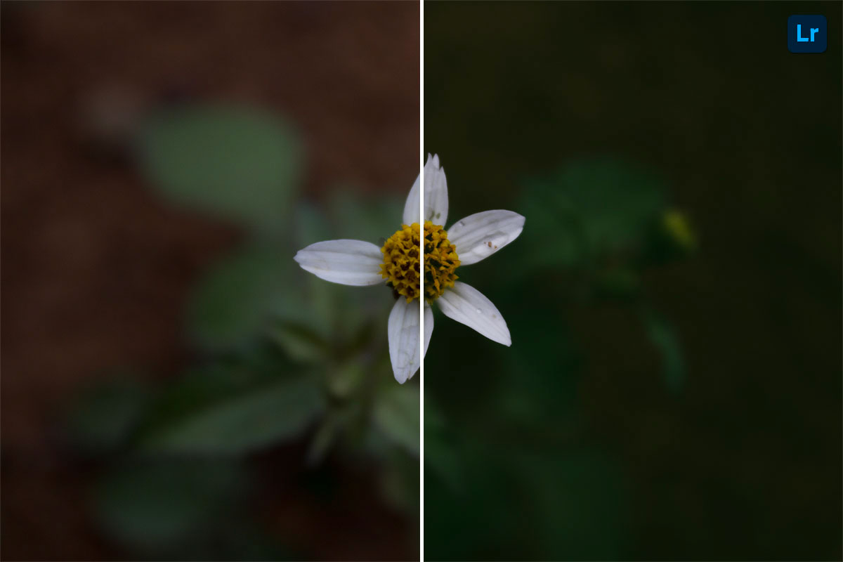 Flower | Edit | Photoshop Lightroom