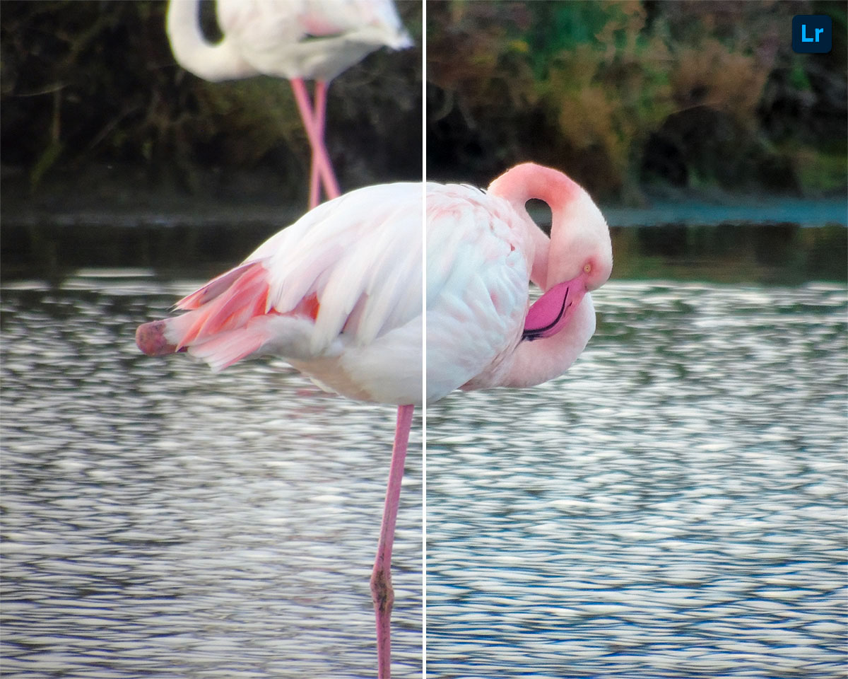 flamingo | Edit | Photoshop Lightroom