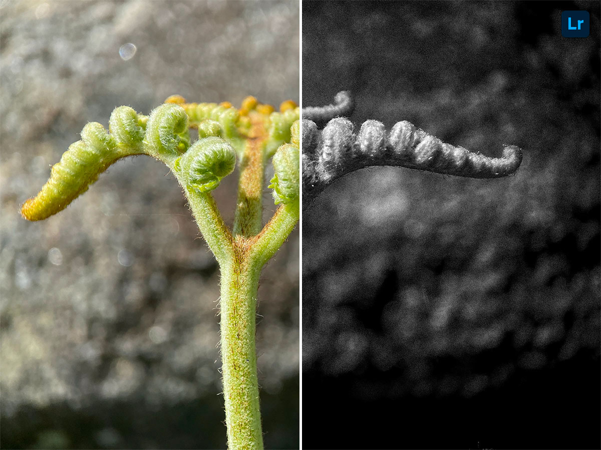 Fern Fronds | Edit | Photoshop Lightroom