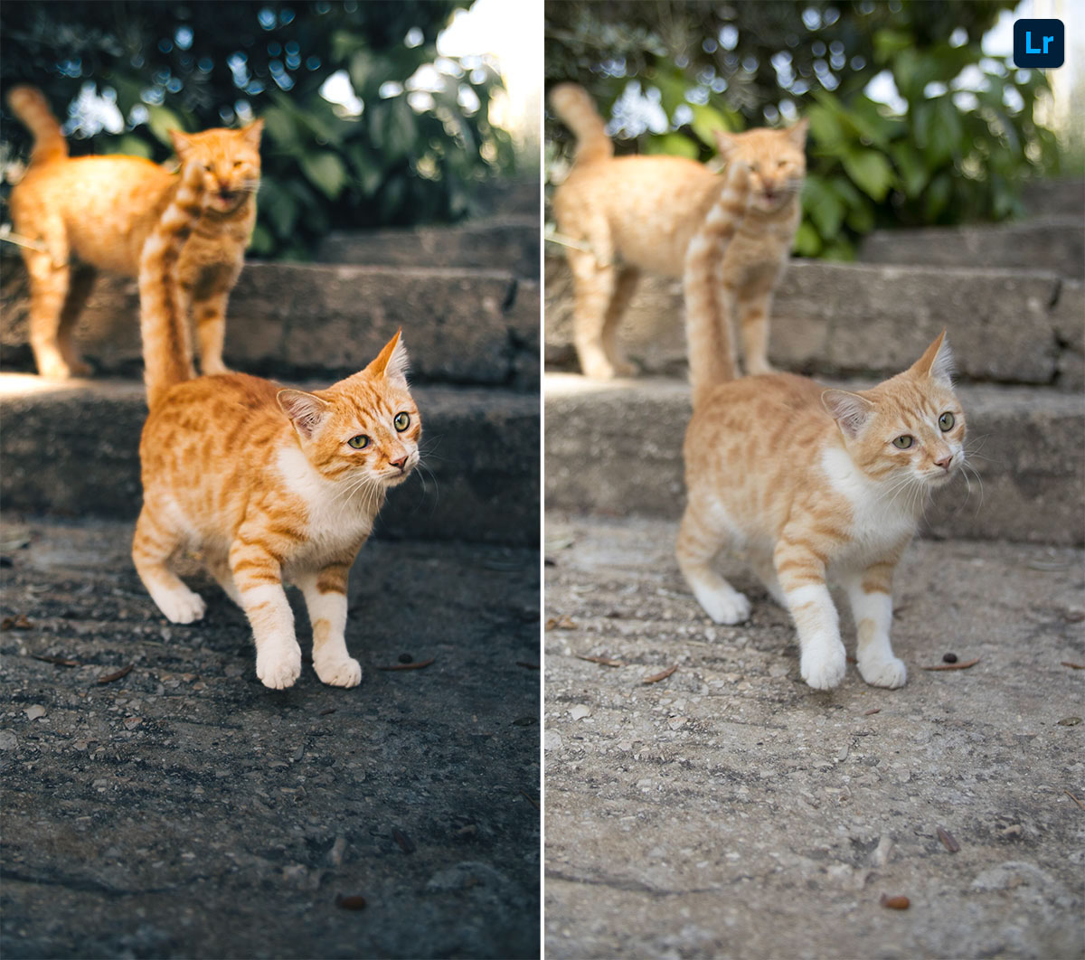Cats | Edit | Photoshop Lightroom