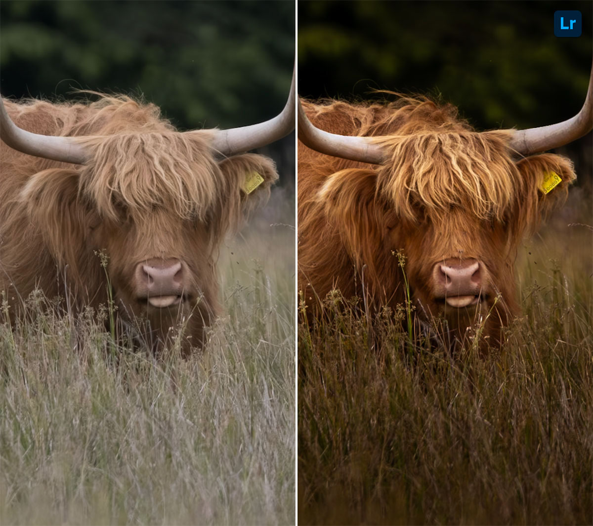 Cow | Edit | Photoshop Lightroom