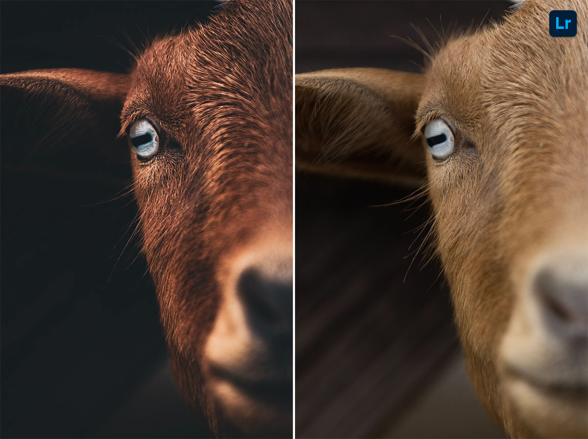 goat | Edit | Photoshop Lightroom