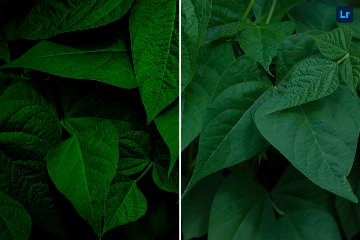 Leaves | Edit | Photoshop Lightroom