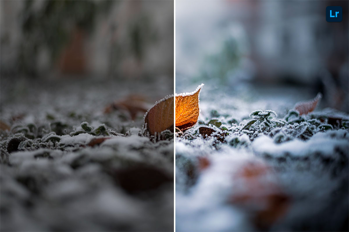 Glowing Autumn Leaf | Edit | Photoshop Lightroom