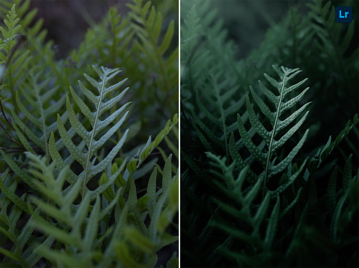 Fern Green | Edit | Photoshop Lightroom