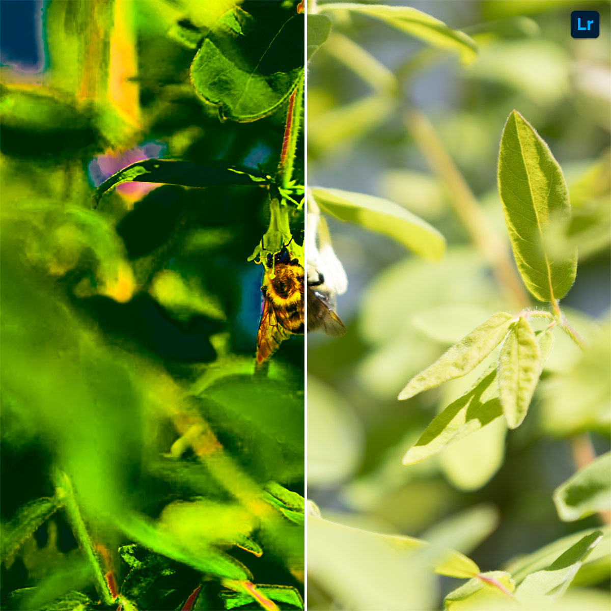 Abeille- Fleur de camerise | Remix | Photoshop Lightroom