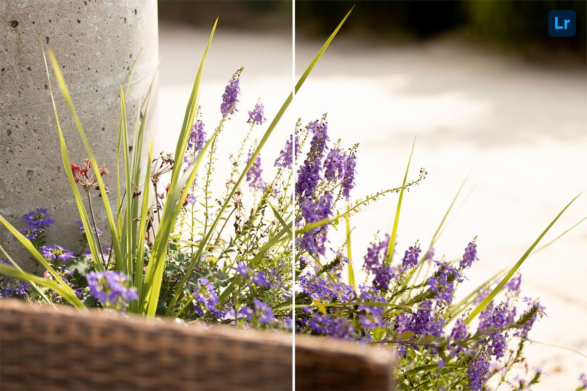 sprouts | Remix | Photoshop Lightroom