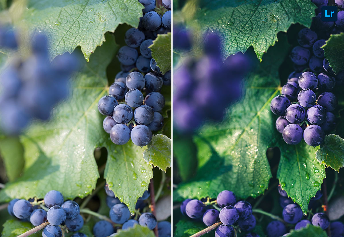 Grapes after the rain | Edit | Photoshop Lightroom