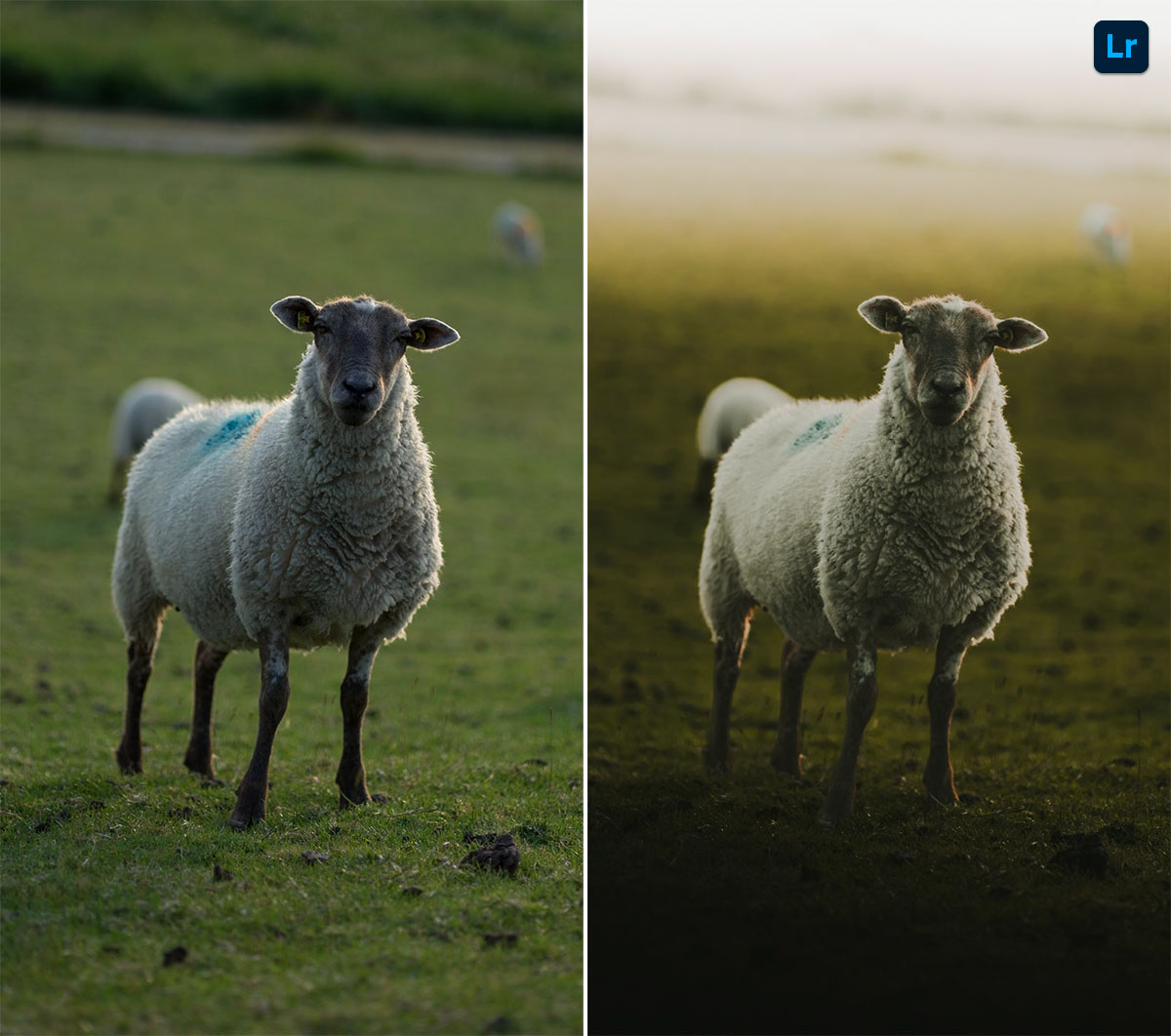 Sheep | Remix | Photoshop Lightroom
