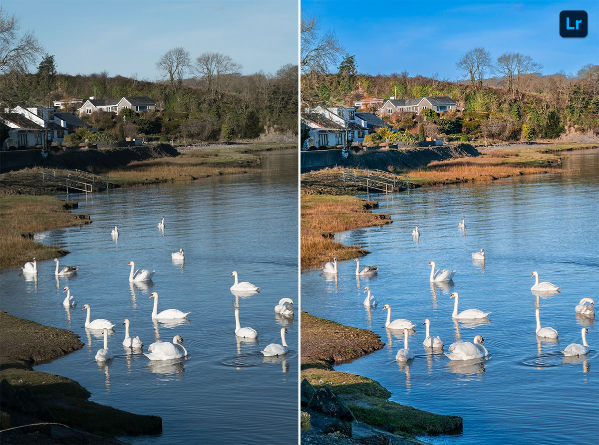 Gathering of Swans | Edit | Photoshop Lightroom