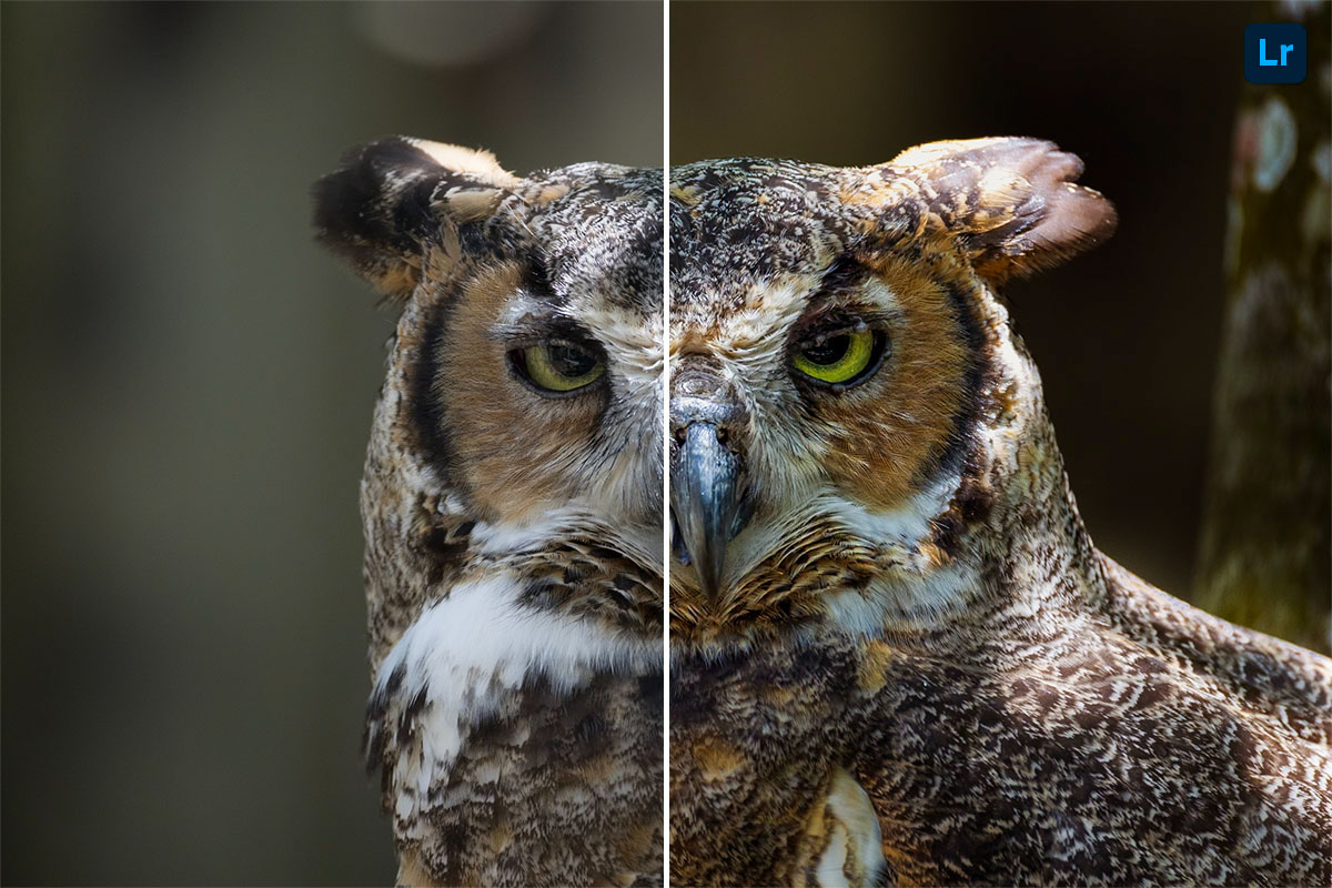 Great horned owl | Edit | Photoshop Lightroom