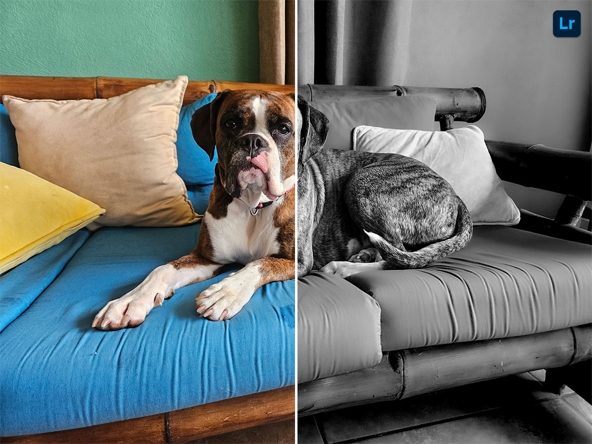 Dog | Edit | Photoshop Lightroom