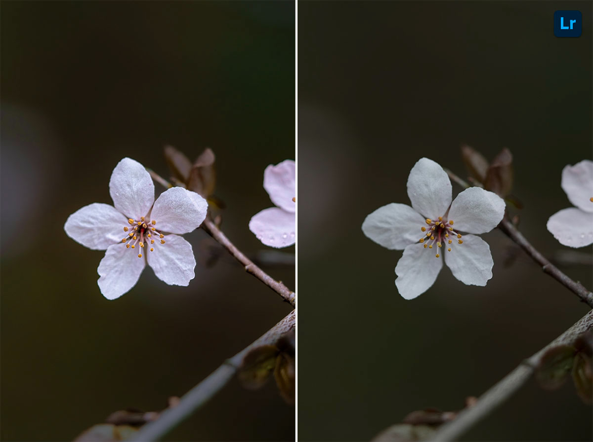 Bloom within 🌸 | Remix | Photoshop Lightroom