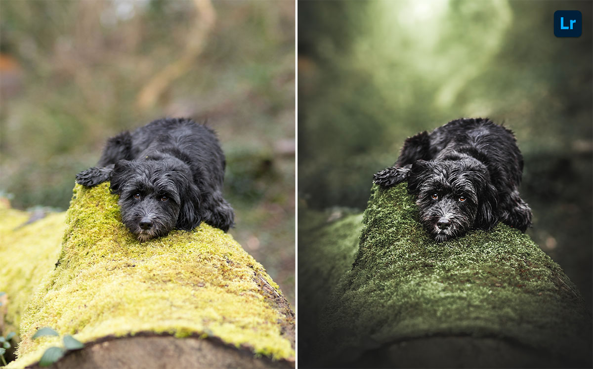 Dog on a Log | Edit | Photoshop Lightroom
