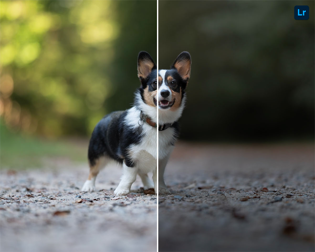 Juniper | Remix | Photoshop Lightroom