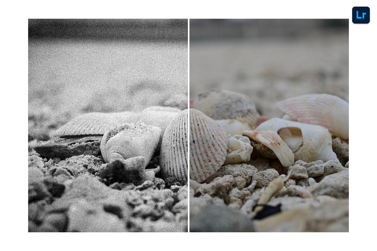 Shells | Edit | Photoshop Lightroom