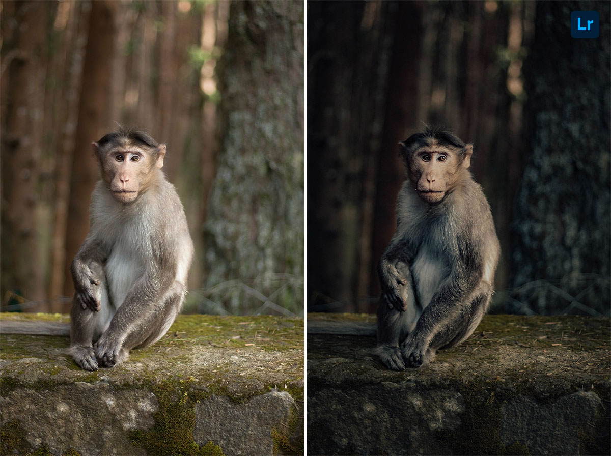 Monkey | Edit | Photoshop Lightroom