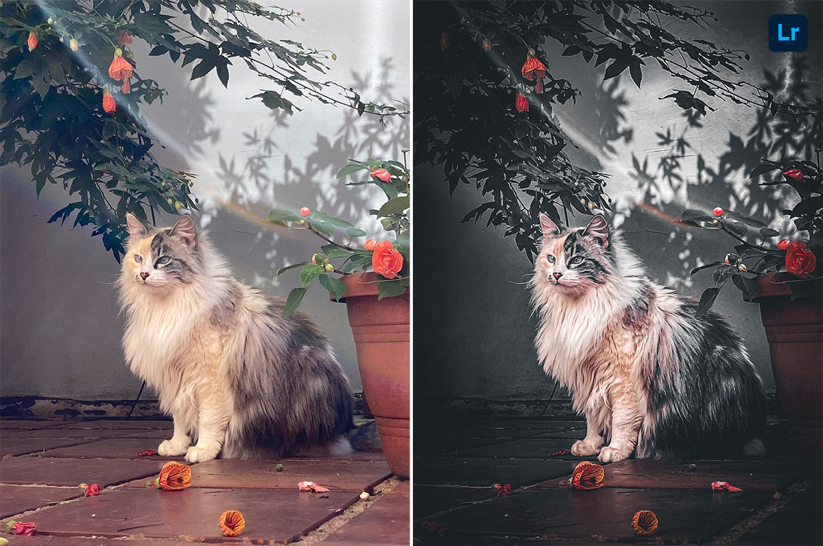 Le chat | Edit | Photoshop Lightroom