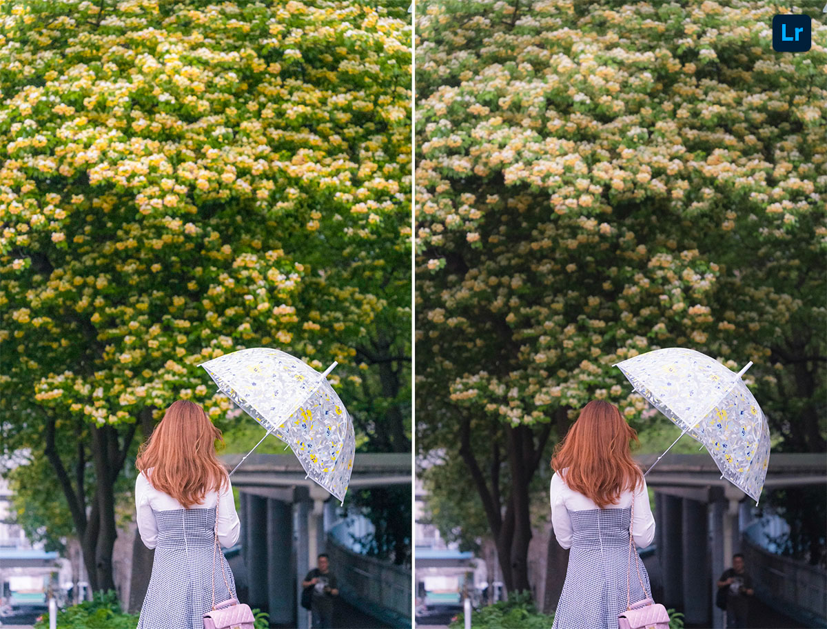 staple tree | Edit | Photoshop Lightroom