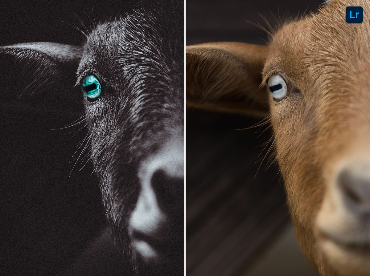 goat | Remix | Photoshop Lightroom