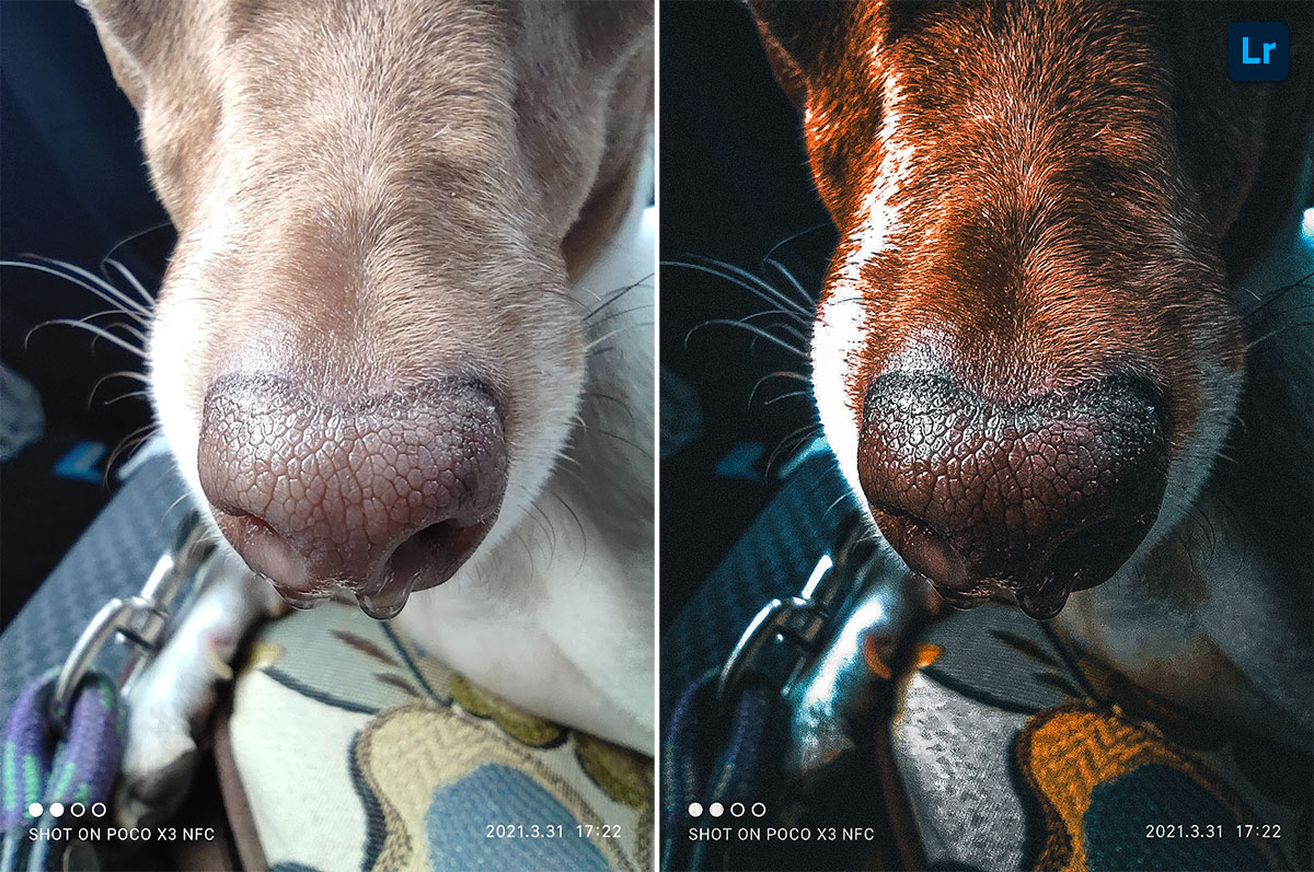 Perro | Edit | Photoshop Lightroom