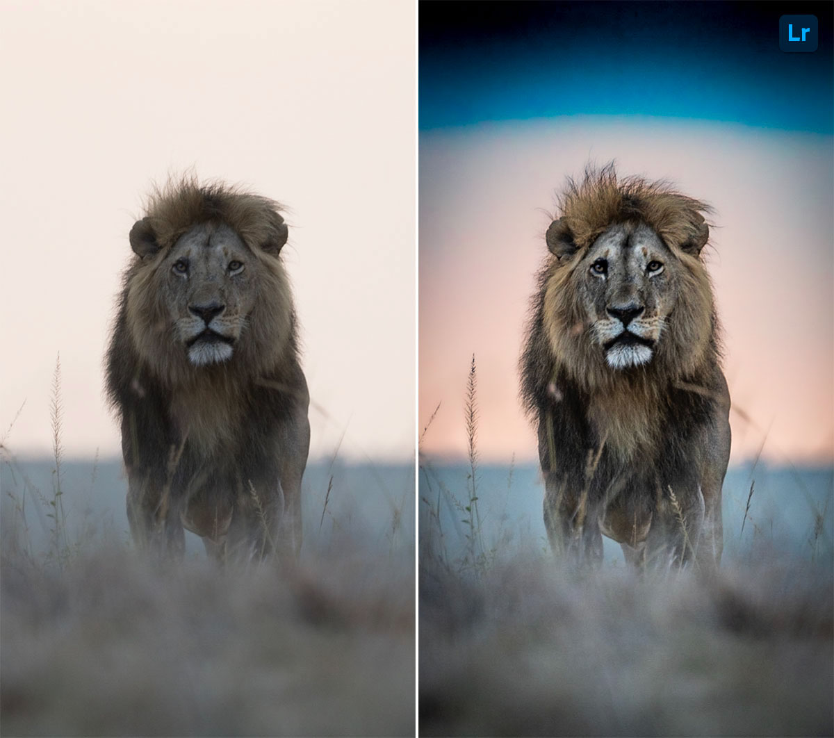 The lion king | Edit | Photoshop Lightroom