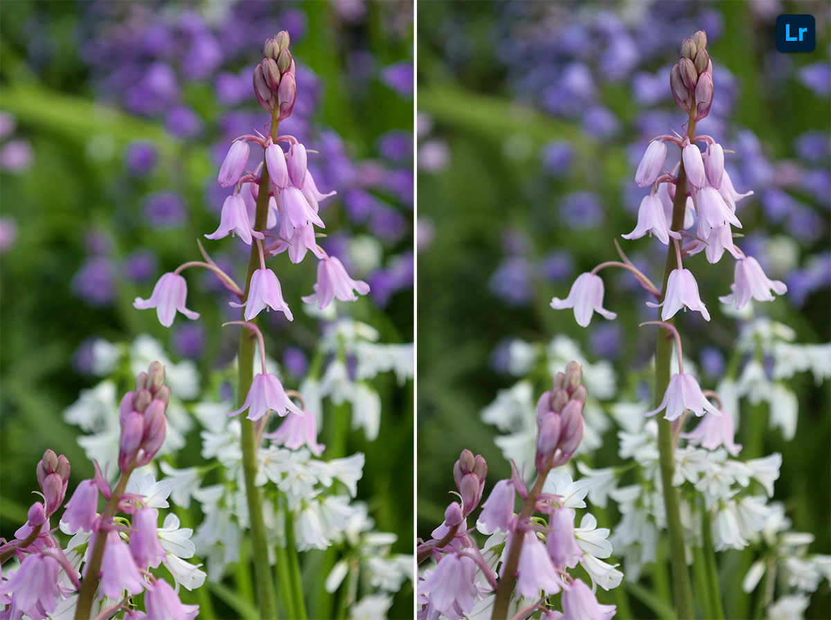 Șpring flowers | Edit | Photoshop Lightroom