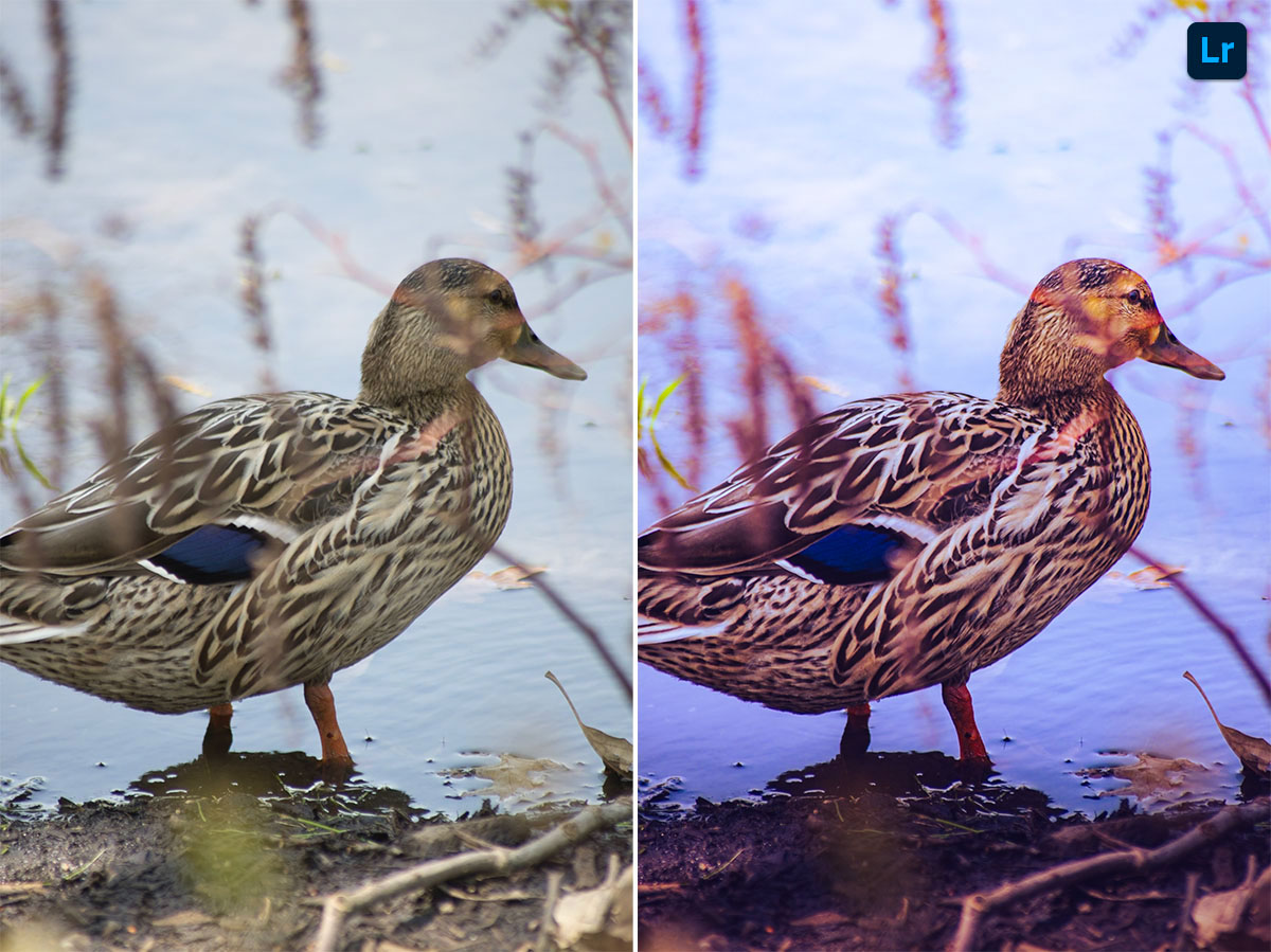 Mallard in the Pond II | Remix | Photoshop Lightroom