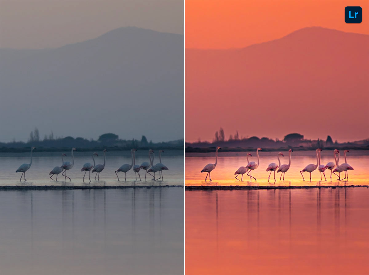 Flamingo | Edit | Photoshop Lightroom