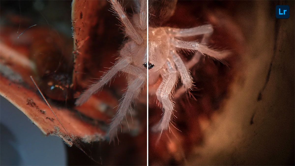 A. seemanni sling | Edit | Photoshop Lightroom